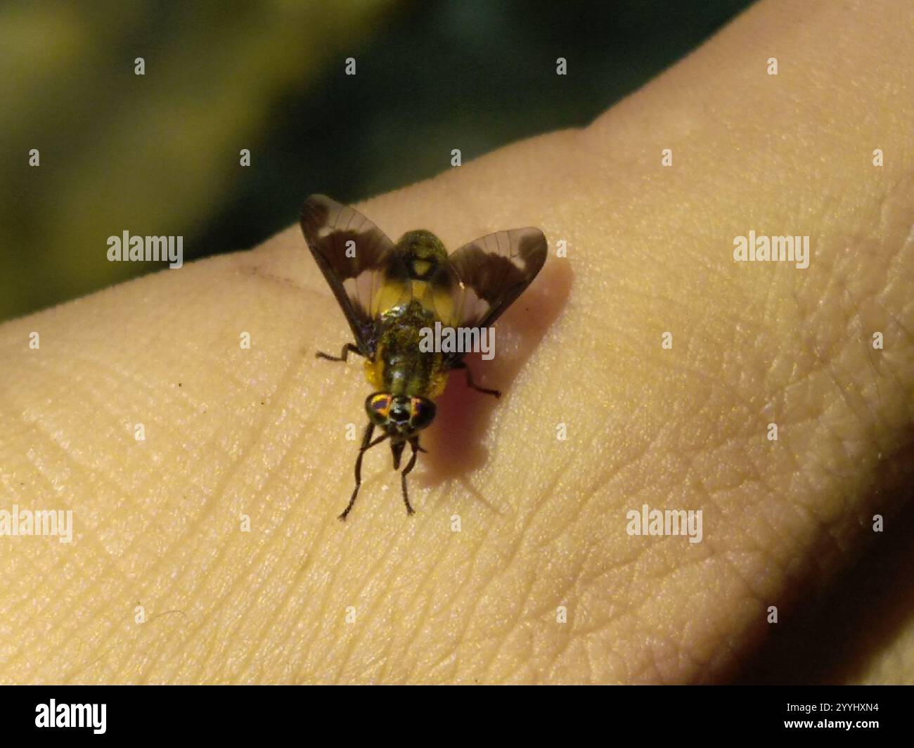 Splayed Deer Fly (Chrysops caecutiens Stock Photo - Alamy