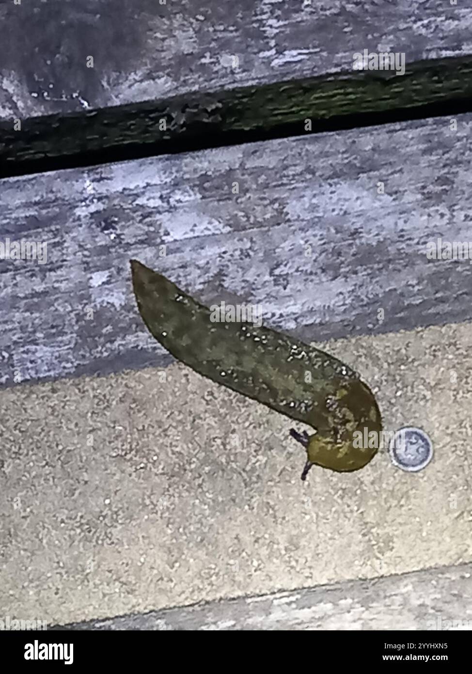 Green cellar slug hi-res stock photography and images - Alamy