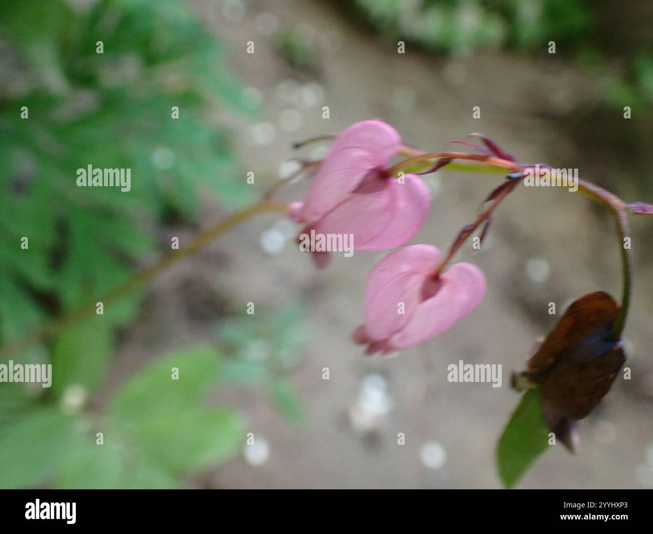 Pacific Bleeding Heart (Dicentra formosa Stock Photo - Alamy