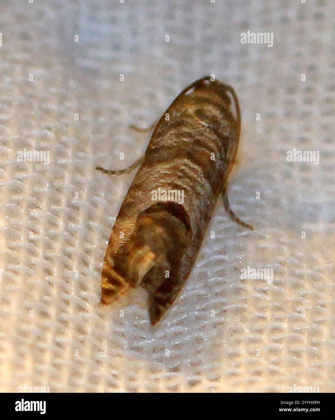 Codling Moth (Cydia pomonella Stock Photo - Alamy