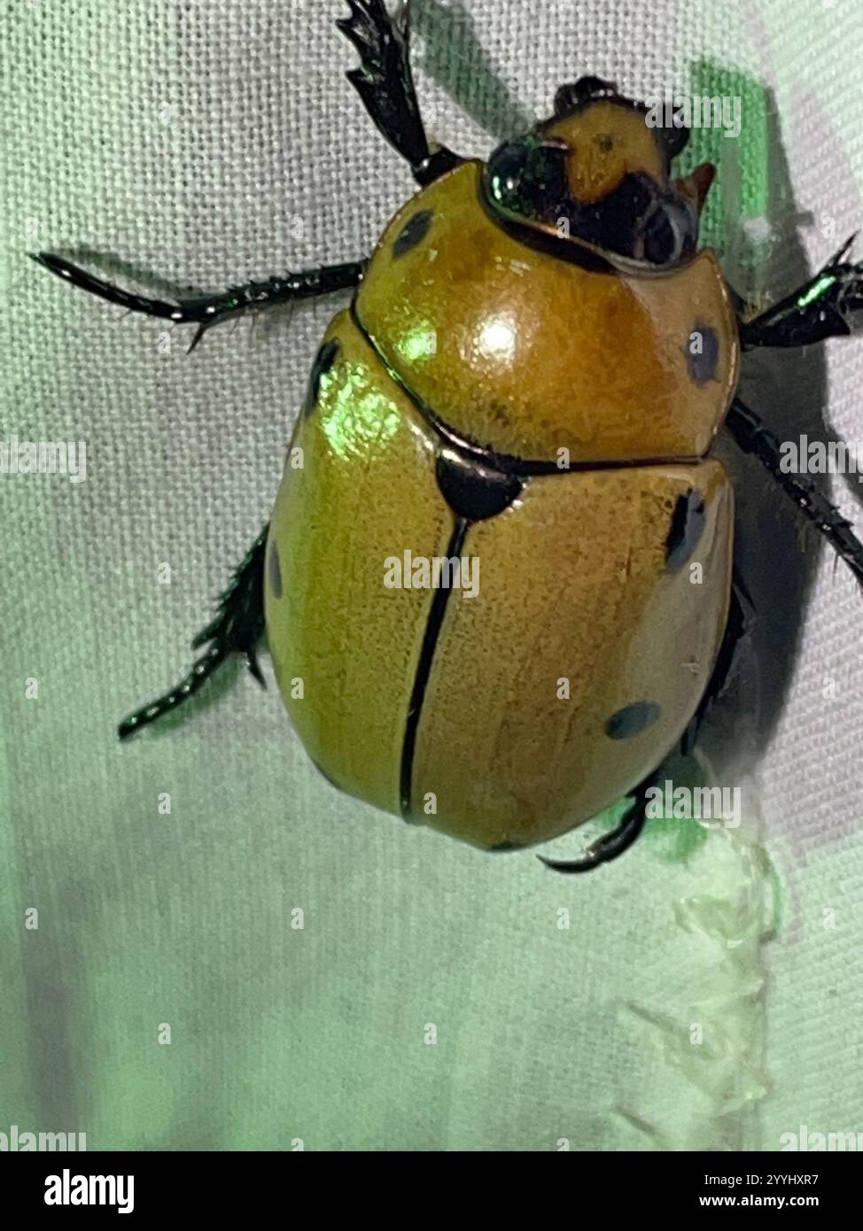 Grapevine Beetle (Pelidnota punctata Stock Photo - Alamy