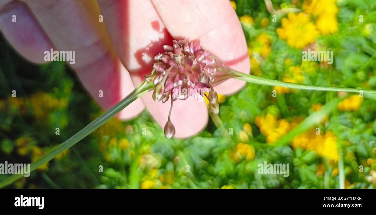 field garlic (Allium oleraceum Stock Photo - Alamy