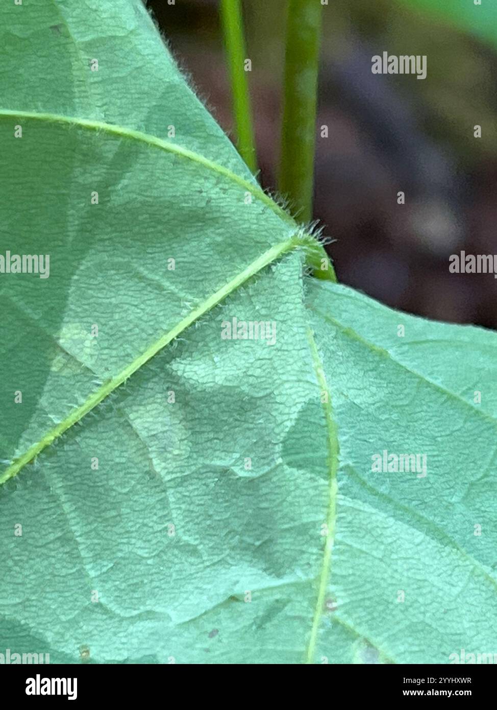 black maple (Acer nigrum Stock Photo - Alamy
