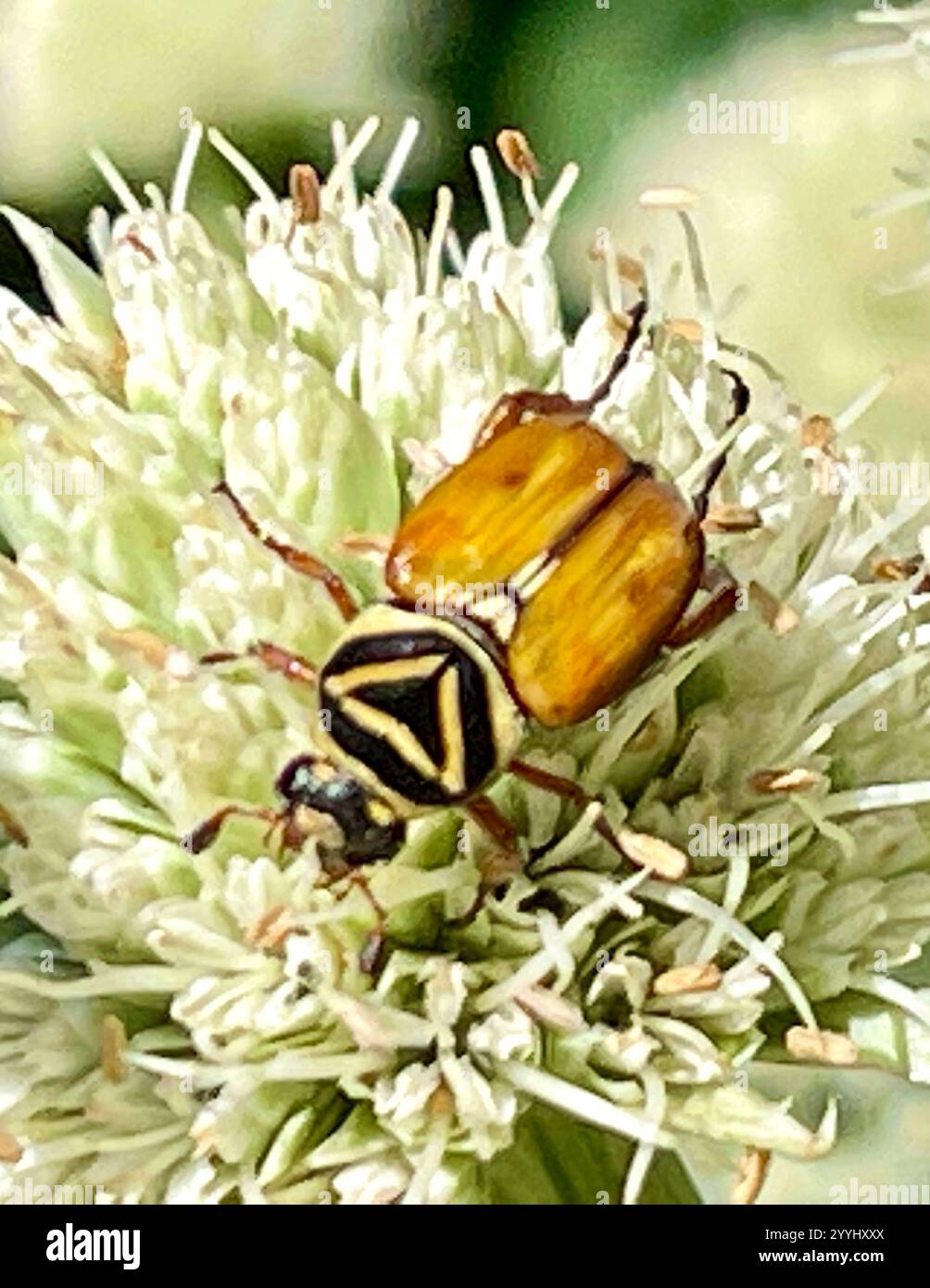 Delta Flower Scarab (Trigonopeltastes delta Stock Photo - Alamy