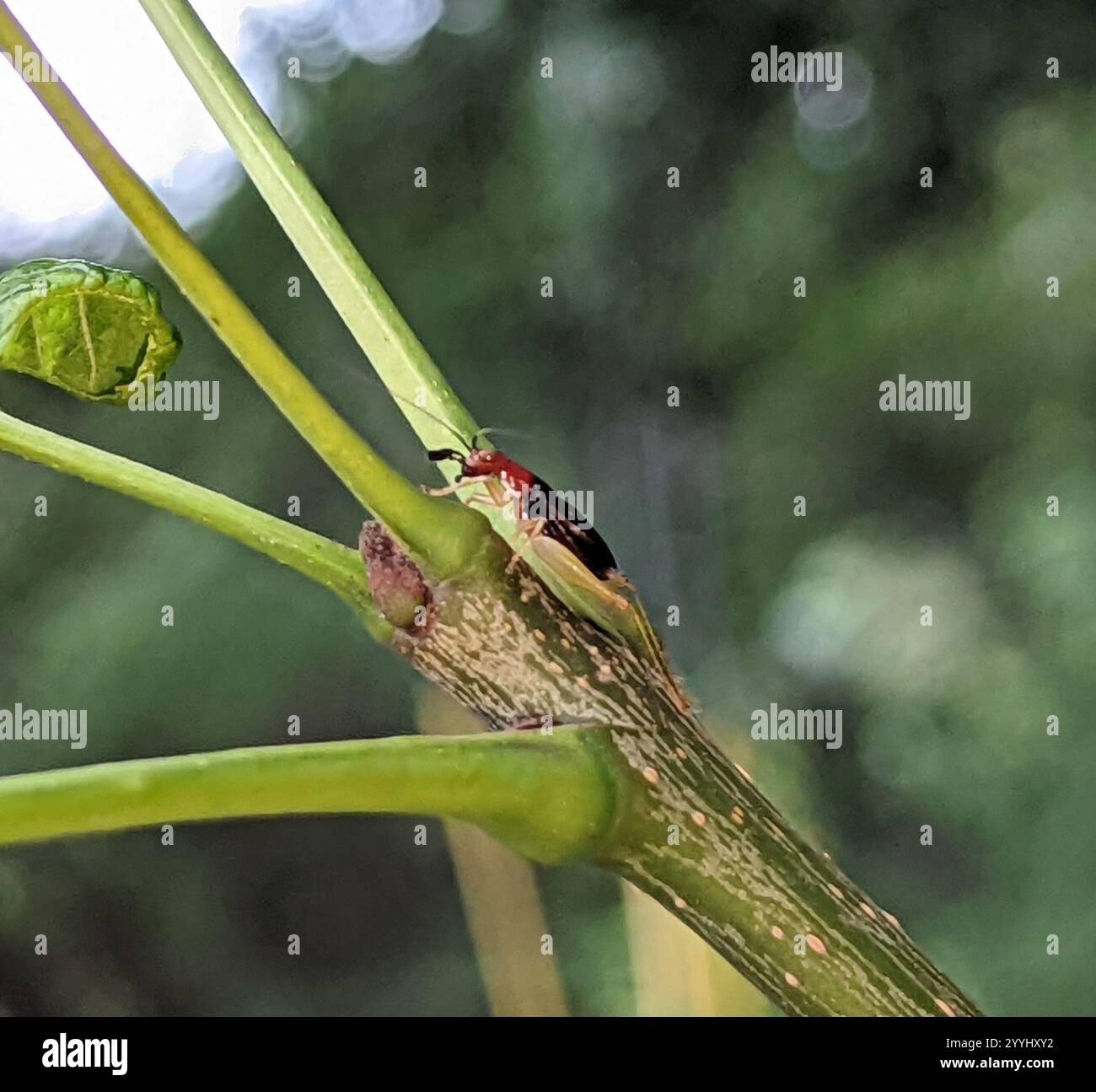 Red-headed Bush Cricket (Phyllopalpus pulchellus Stock Photo - Alamy