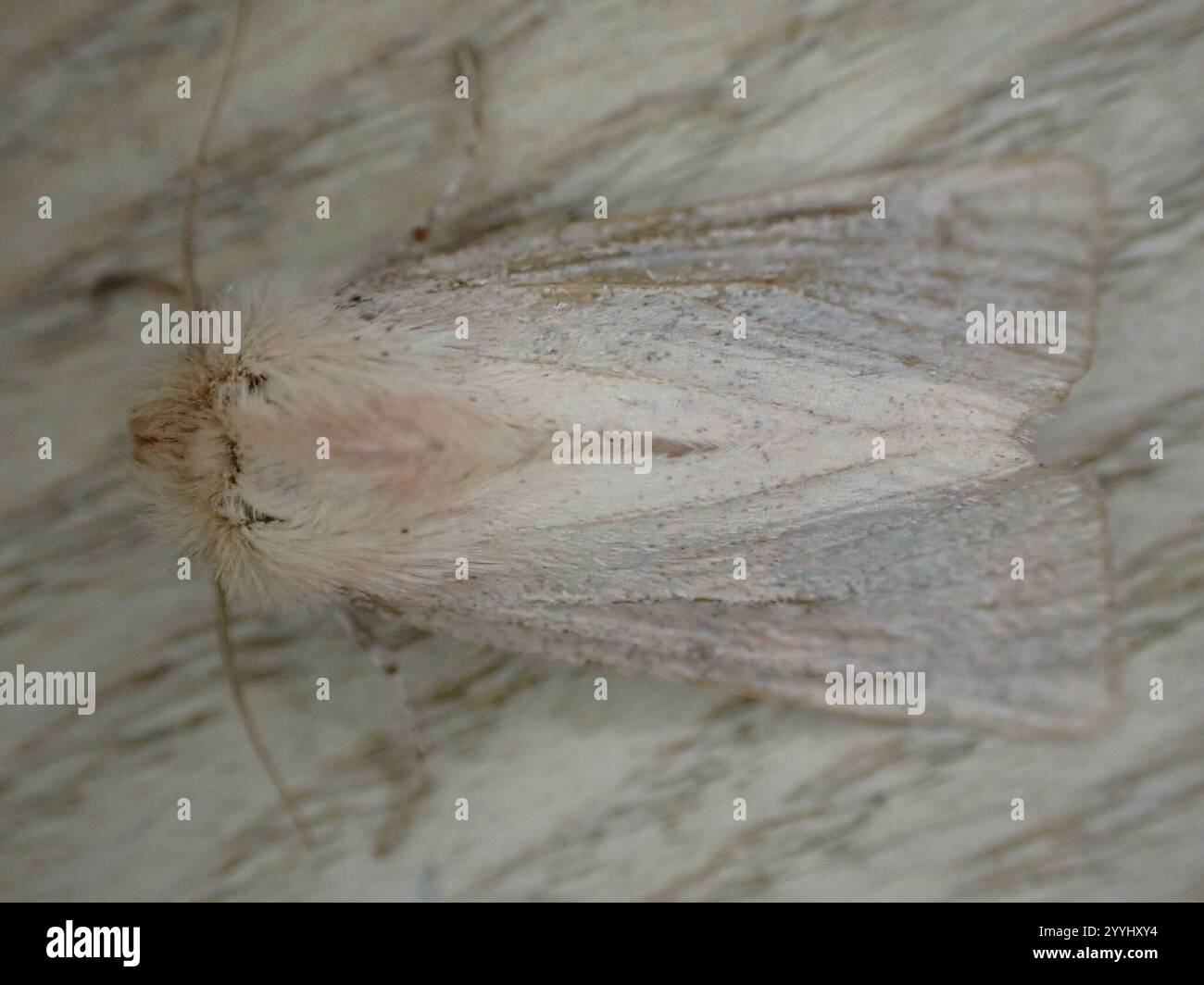 The Clay (Mythimna ferrago Stock Photo - Alamy