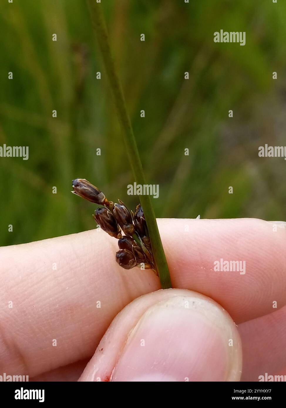 Arctic Rush (Juncus arcticus Stock Photo - Alamy