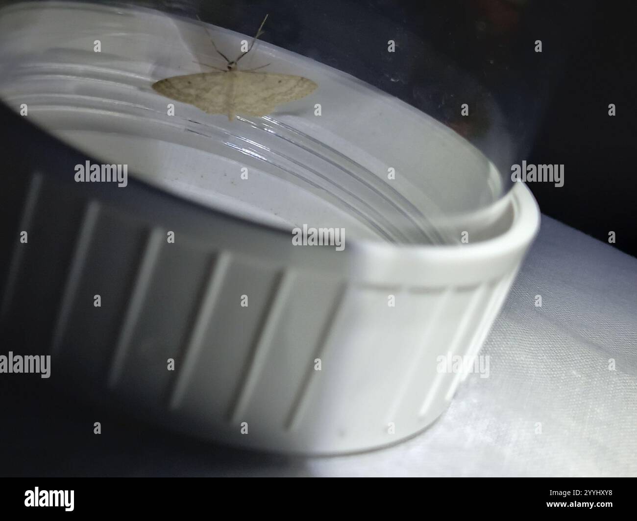 Small fan footed wave hi-res stock photography and images - Alamy