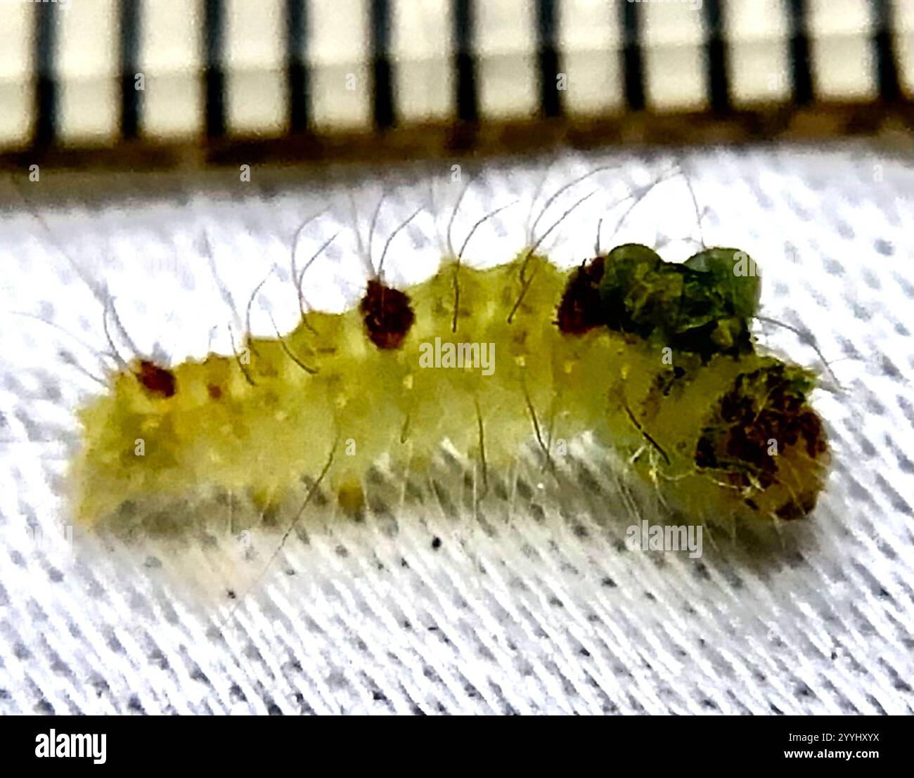 Ochre Dagger (Acronicta morula Stock Photo - Alamy