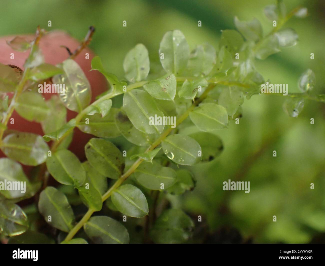 Wavy-leaf Moss (Plagiomnium ciliare Stock Photo - Alamy