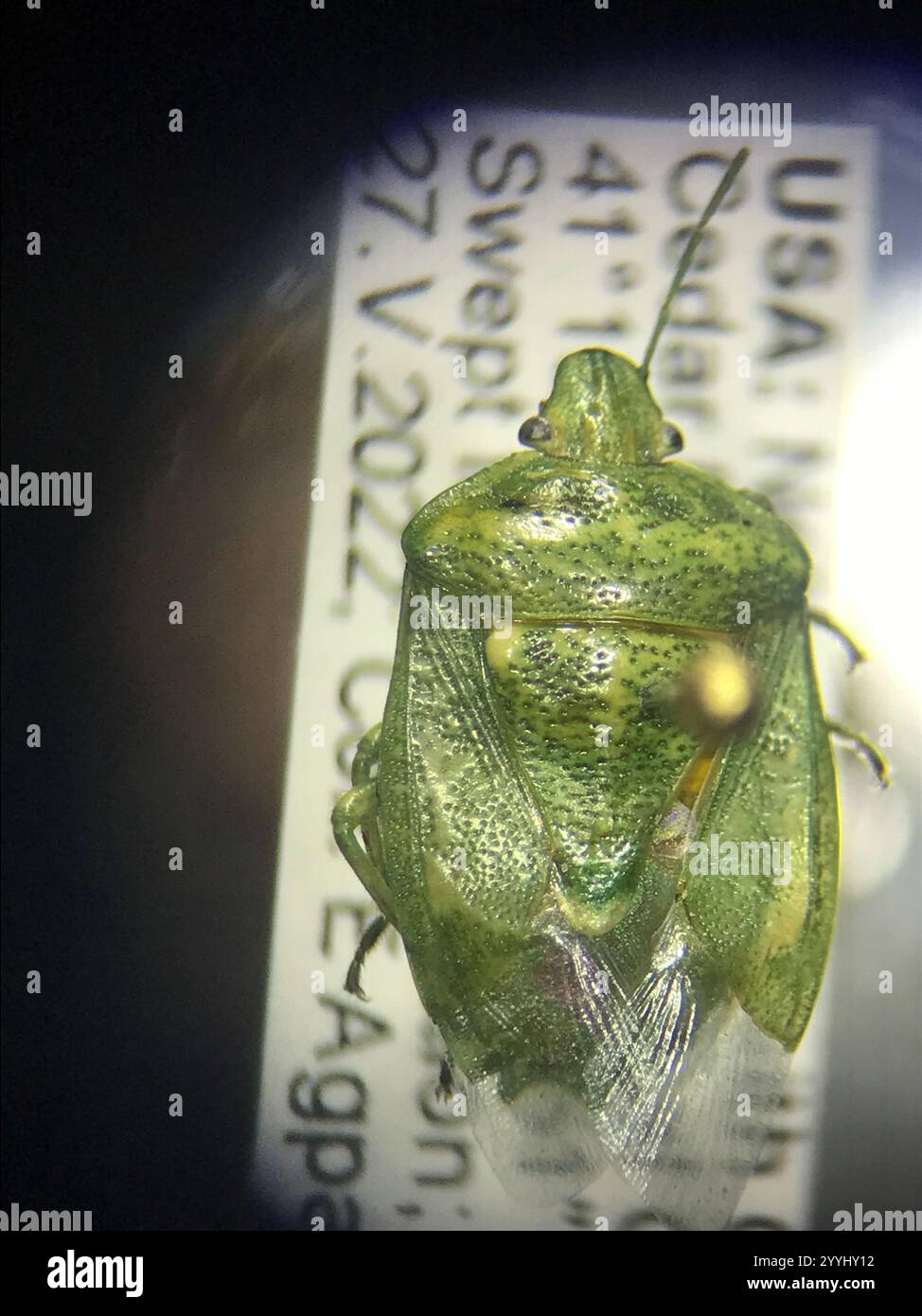 Juniper Stink Bug (Banasa euchlora Stock Photo - Alamy