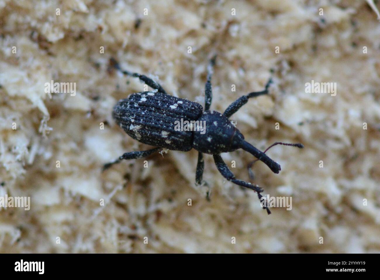 Pissodes hi-res stock photography and images - Alamy