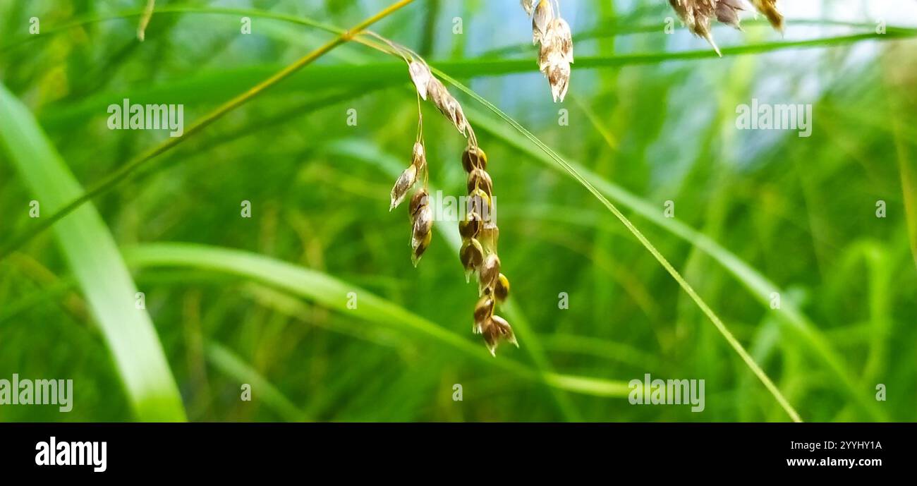 Arctic Sweet Grass (Anthoxanthum arcticum Stock Photo - Alamy