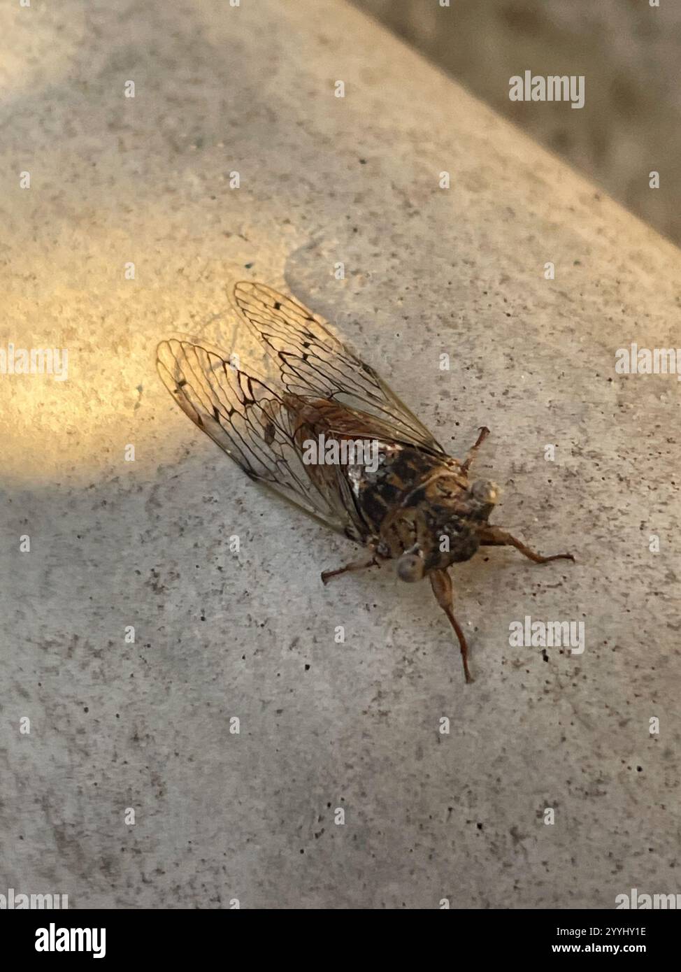 Little mesquite cicada (Pacarina puella Stock Photo - Alamy
