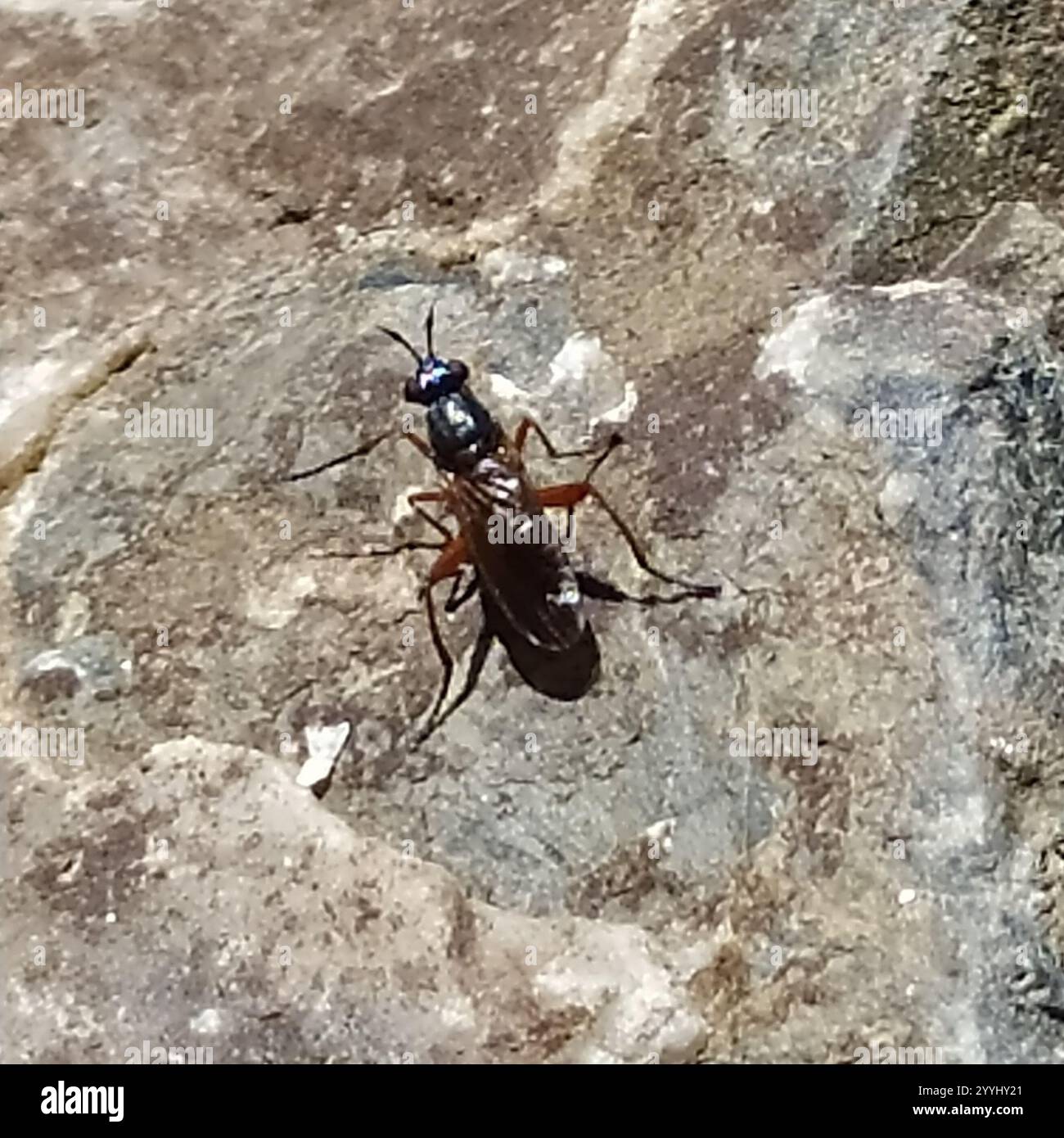 Blue Long-horned Snailkiller (Sepedon sphegea Stock Photo - Alamy