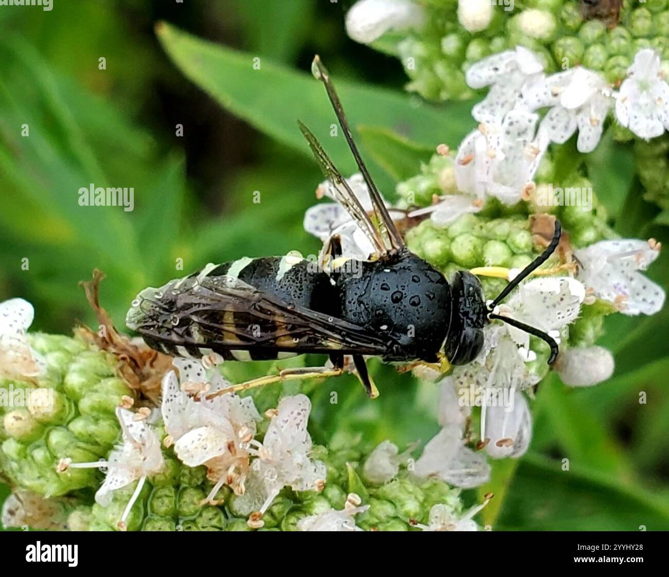 Four-banded Stink Bug Wasp (Bicyrtes quadrifasciatus Stock Photo - Alamy