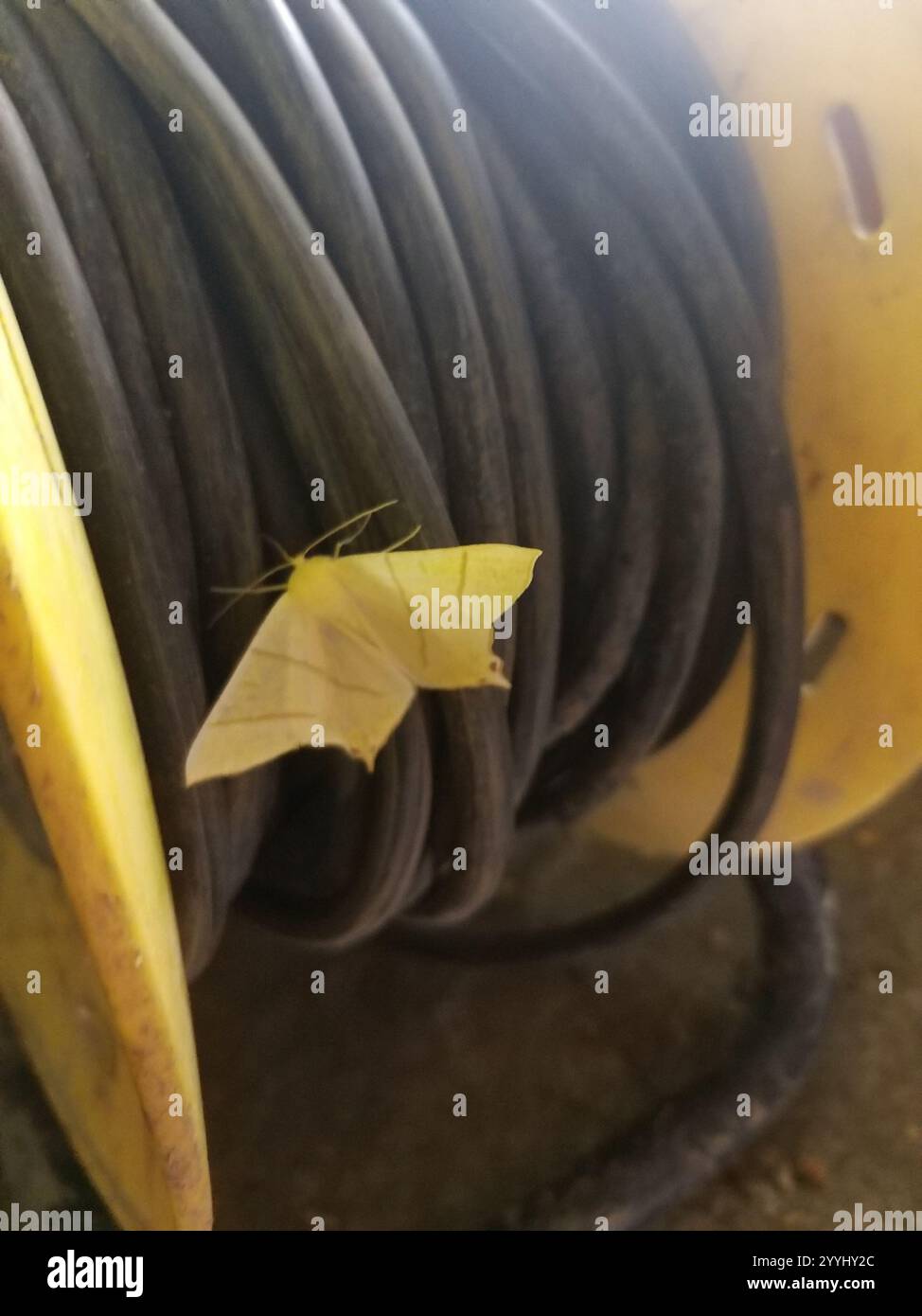 Swallow-tailed Moth (Ourapteryx sambucaria Stock Photo - Alamy