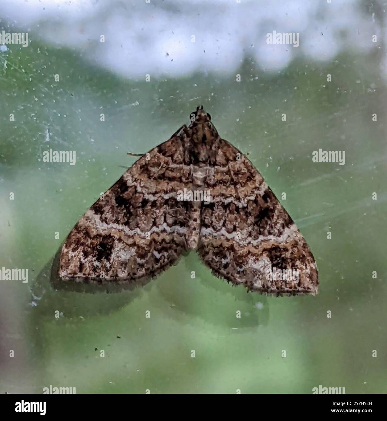 Grand Rivulet Moth (Martania grandis Stock Photo - Alamy