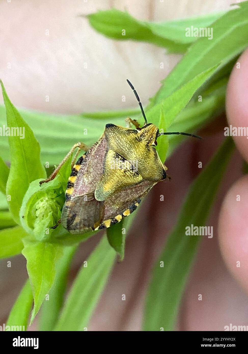 Black-shouldered Shieldbug (Carpocoris purpureipennis Stock Photo - Alamy