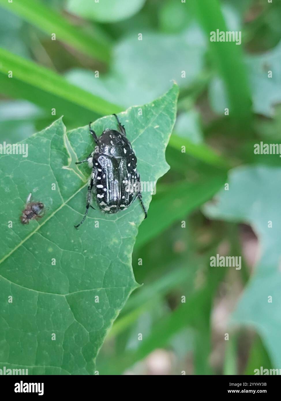 Mediterranean Spotted Chafer (Oxythyrea funesta Stock Photo - Alamy