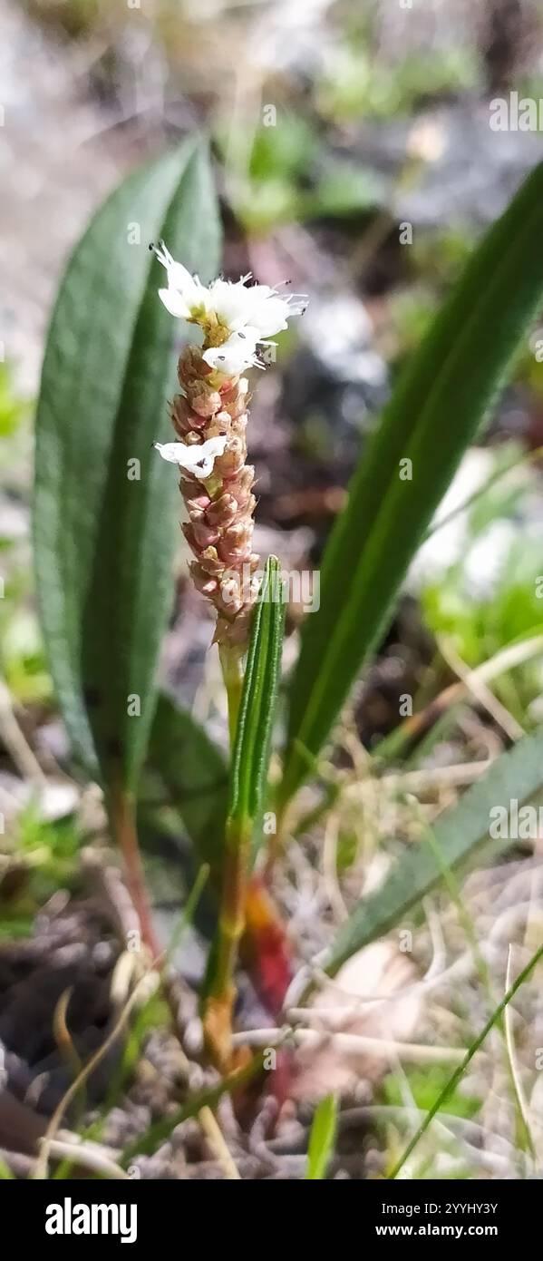alpine bistort (Bistorta vivipara Stock Photo - Alamy