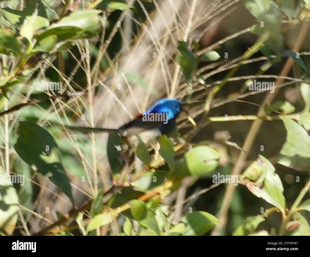 Variegated Fairywren (Malurus lamberti Stock Photo - Alamy