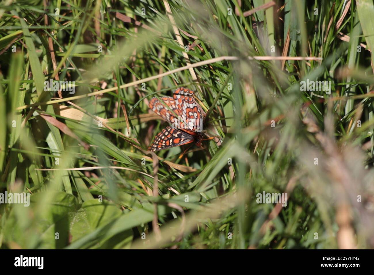 Edith's Checkerspot (Euphydryas editha Stock Photo - Alamy