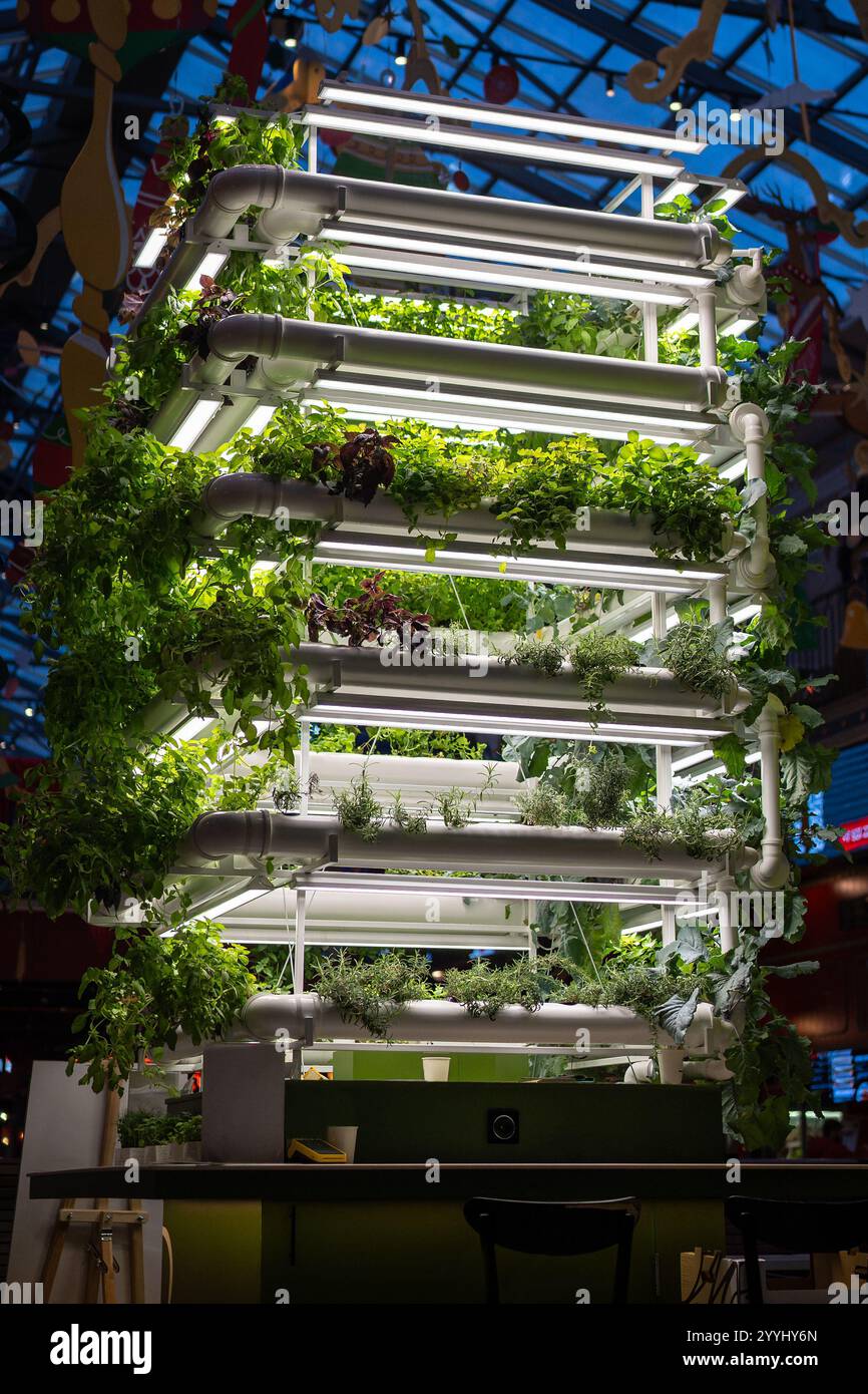 Growing spice plants, lettuce, mint basil in smart vertical farm with ...