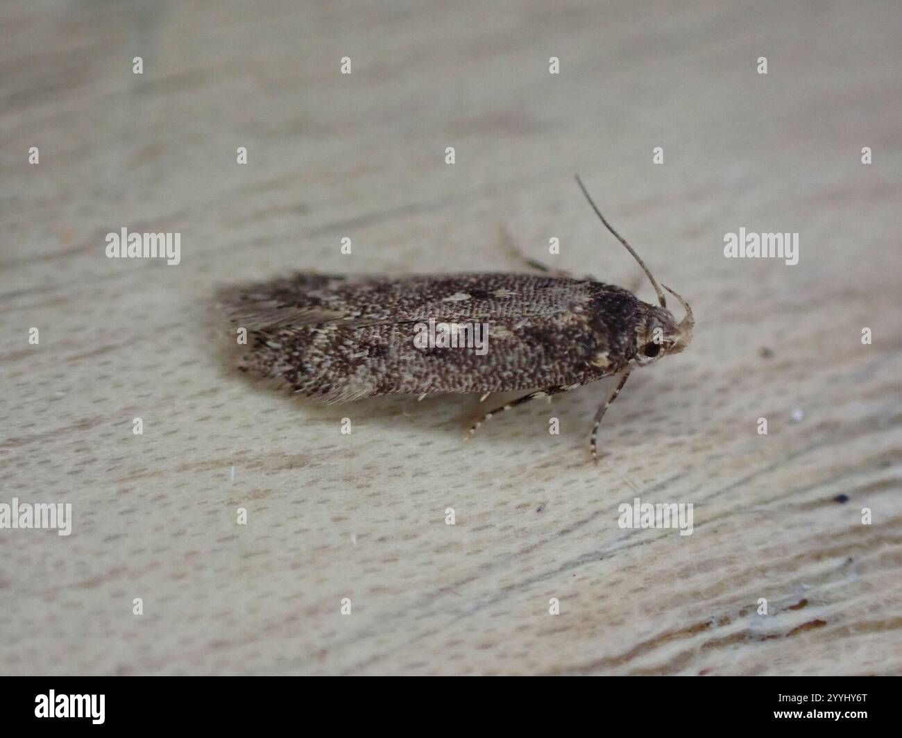 Dark Groundling (Bryotropha affinis Stock Photo - Alamy