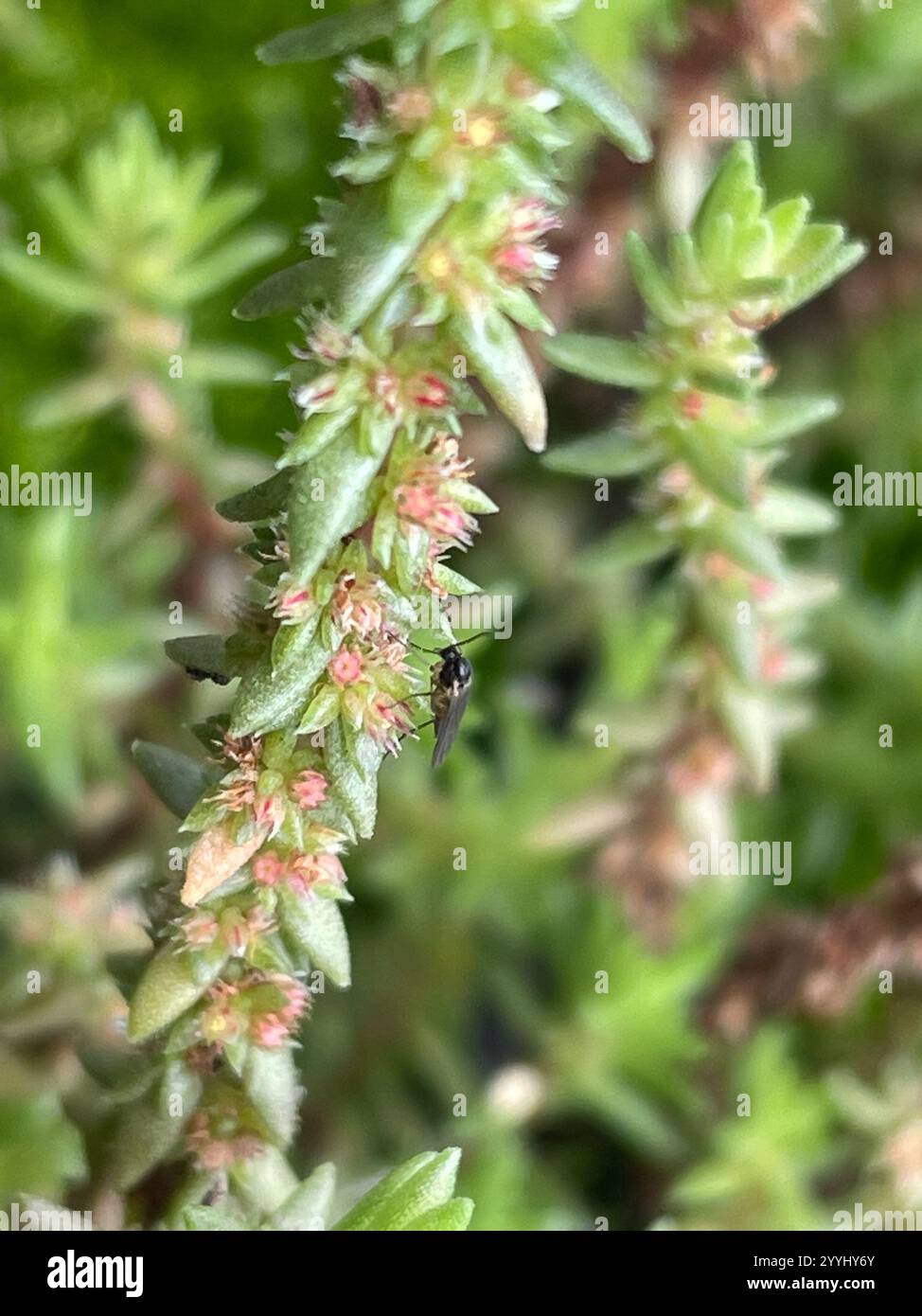 Australian Stonecrop (Crassula sieberiana Stock Photo - Alamy