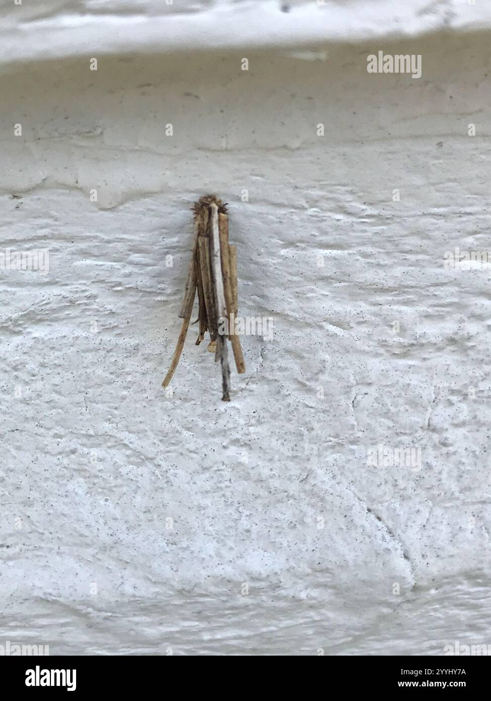 Common Bagworm Moth (Psyche casta Stock Photo - Alamy