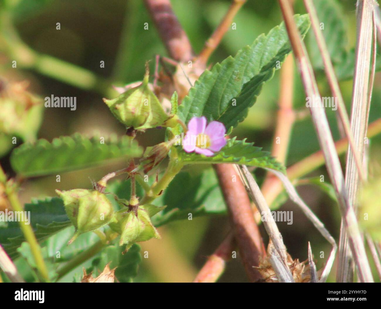 Pyramid Flower (Melochia pyramidata Stock Photo - Alamy