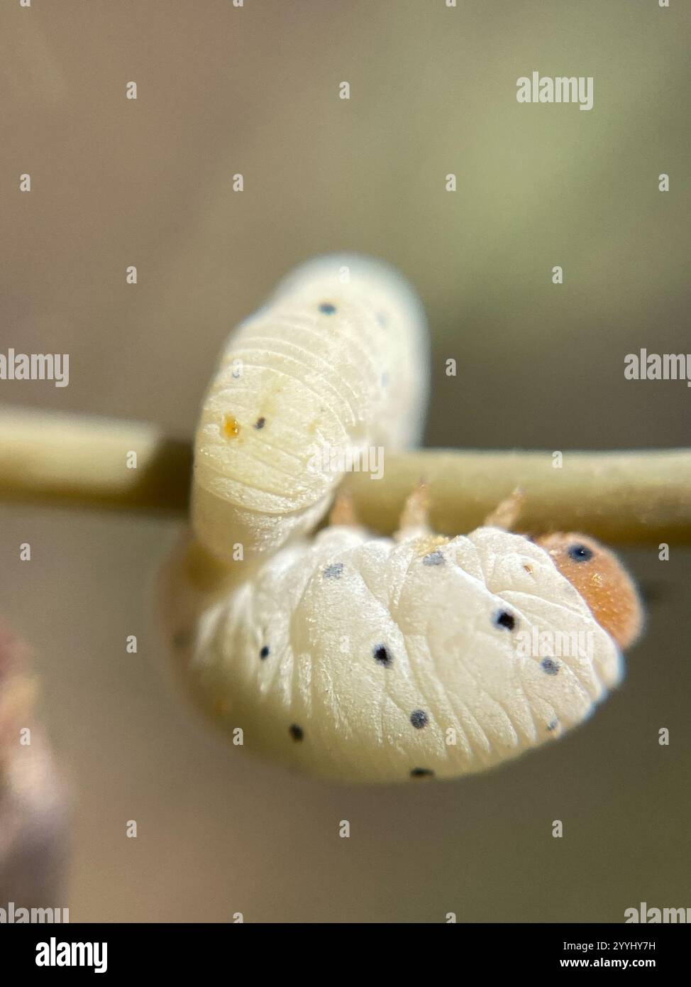 Excellens hi-res stock photography and images - Alamy