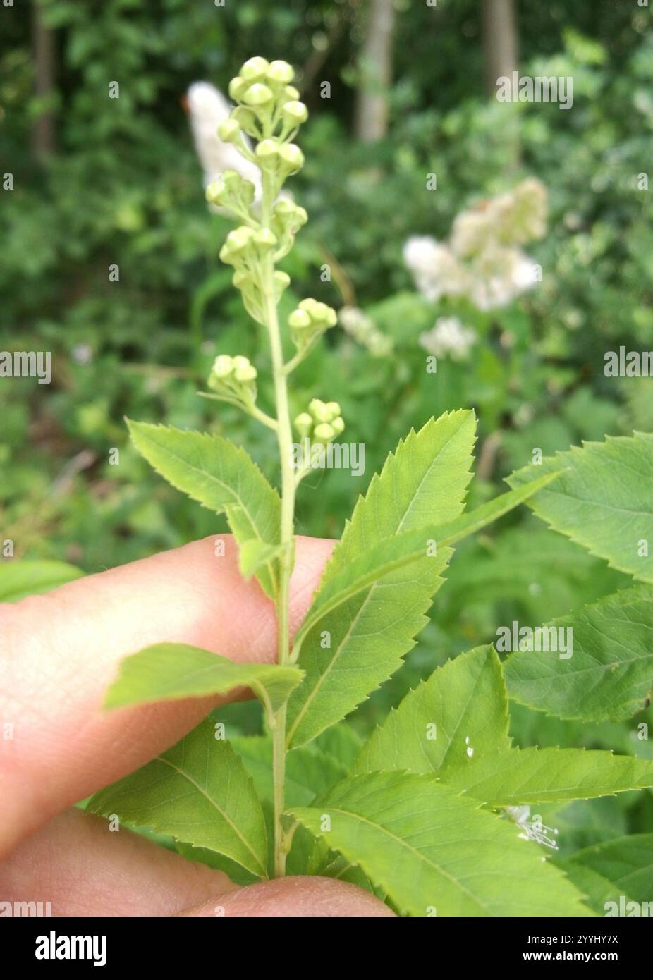 white meadowsweet (Spiraea alba Stock Photo - Alamy