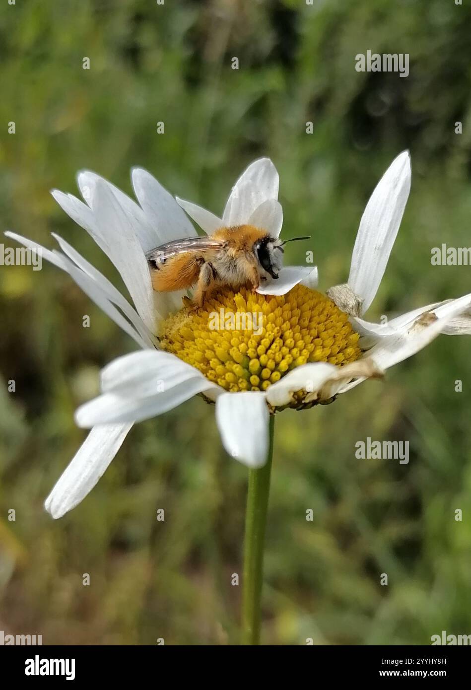 Pantaloon bees hi-res stock photography and images - Alamy
