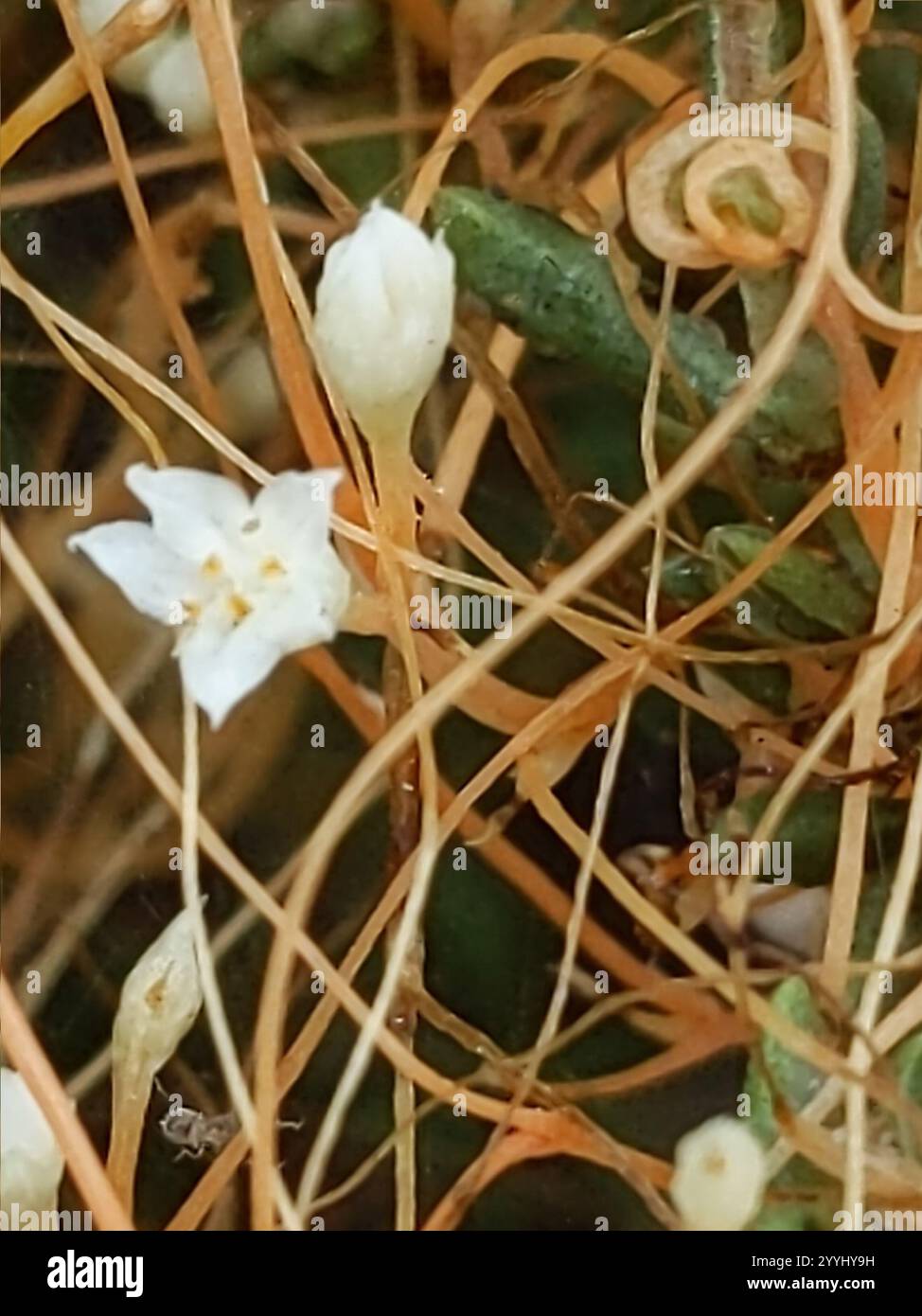 Goldenthread hi-res stock photography and images - Alamy