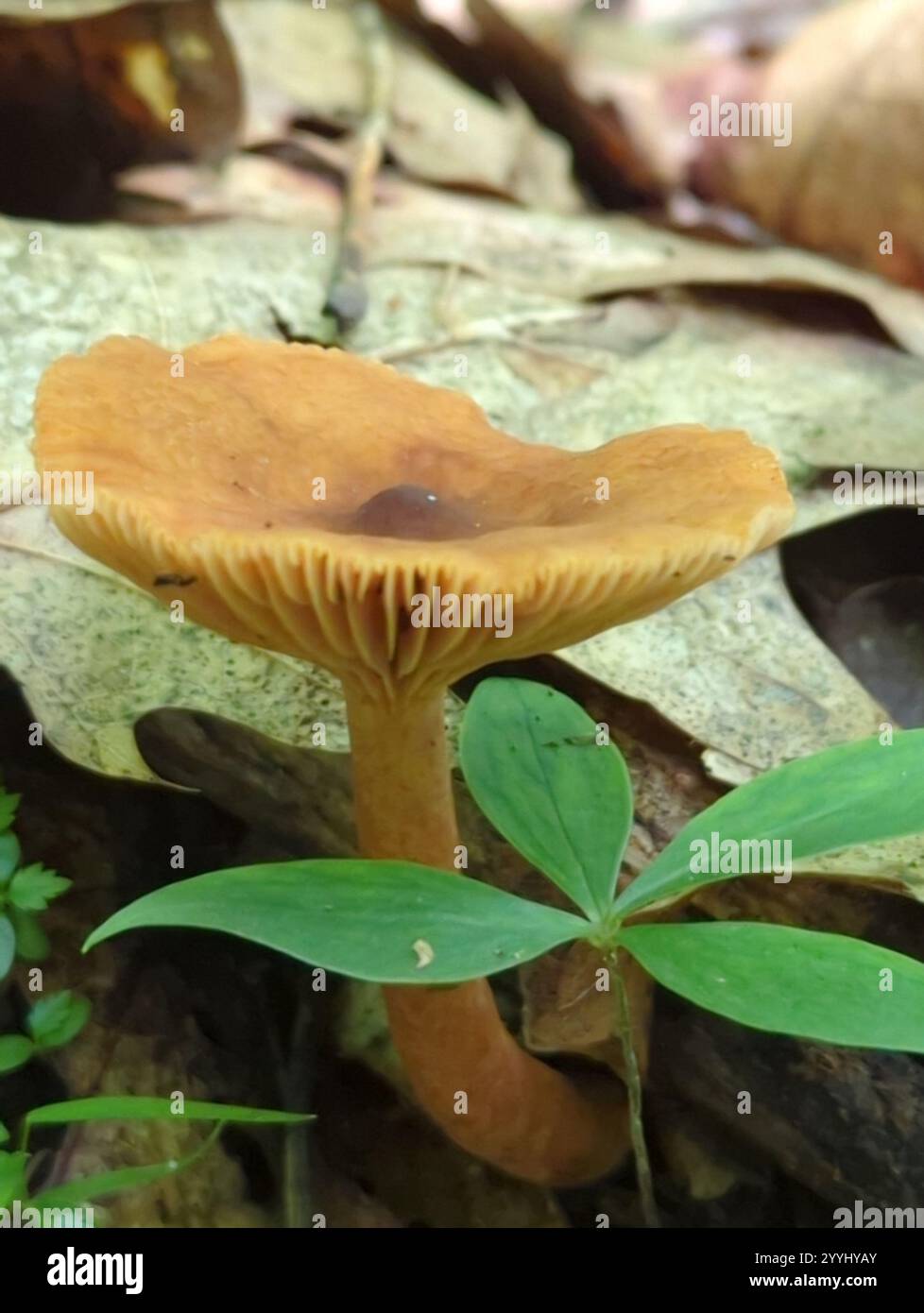 Lactarius camphoratus hi-res stock photography and images - Alamy