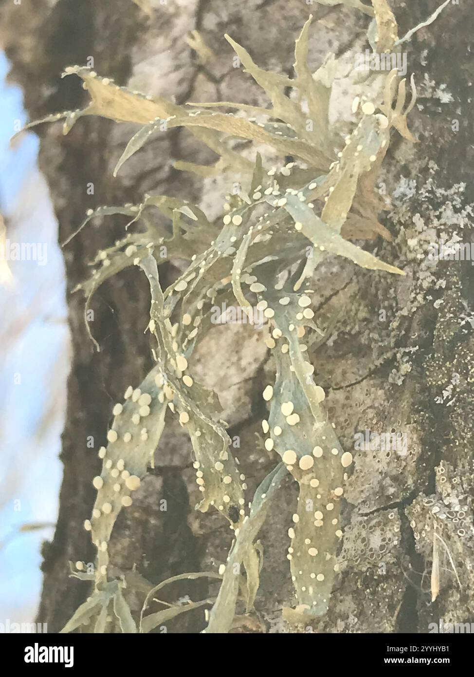 cartilage lichen (Ramalina celastri Stock Photo - Alamy
