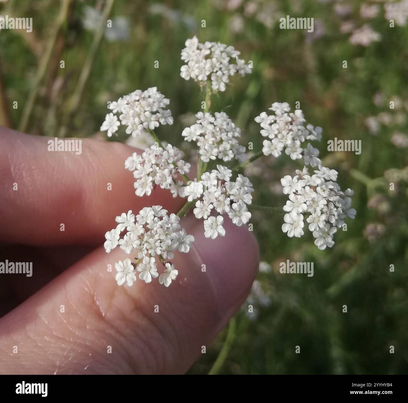 hedge parslies (Torilis Stock Photo - Alamy