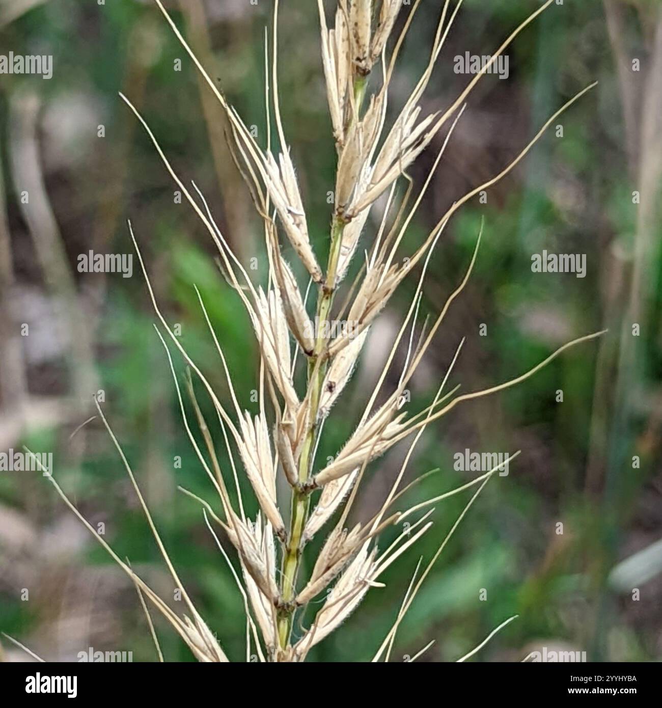 Wild Ryes and Wheatgrasses (Elymus Stock Photo - Alamy