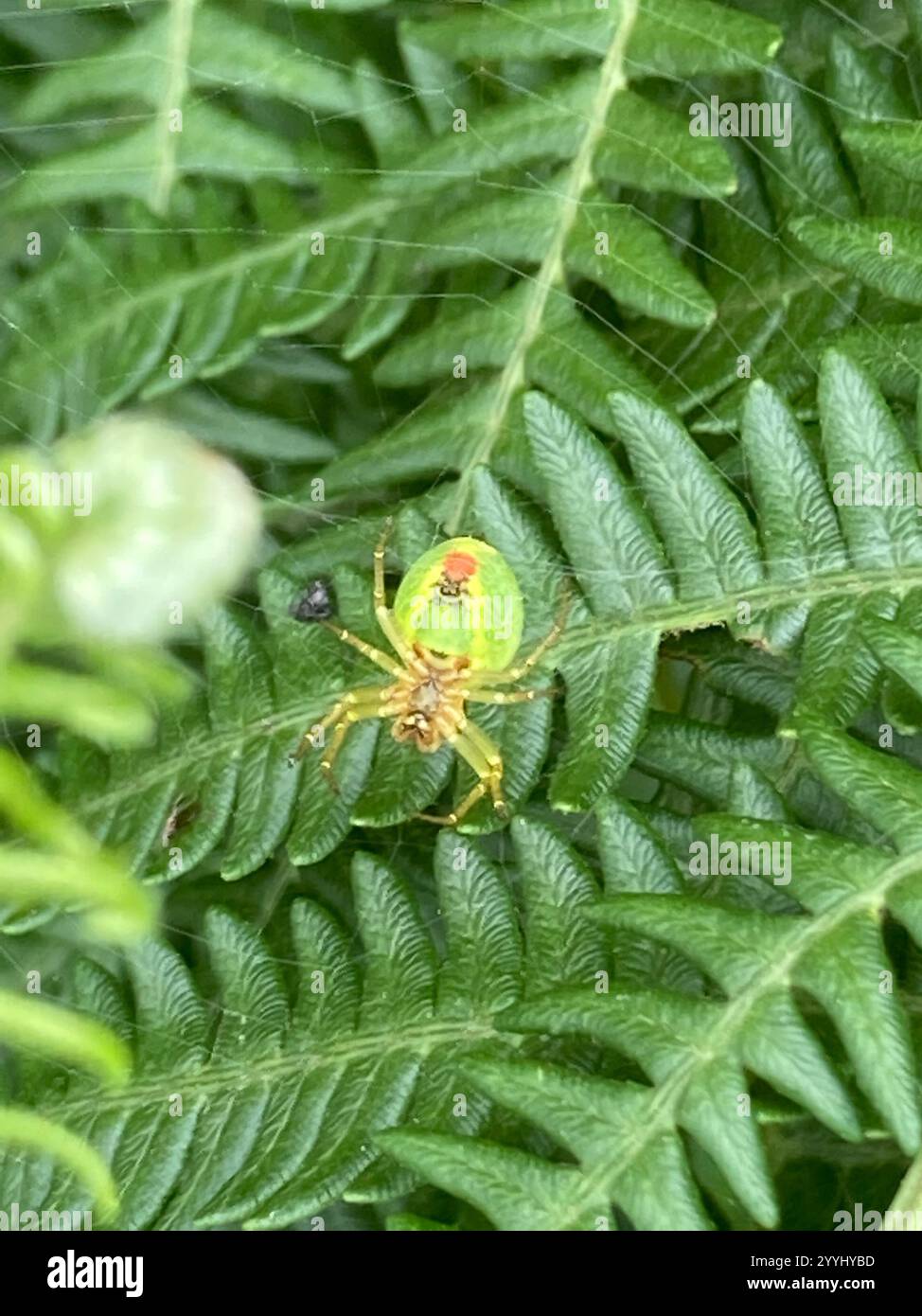 Cucumber Spiders (Araniella Stock Photo - Alamy