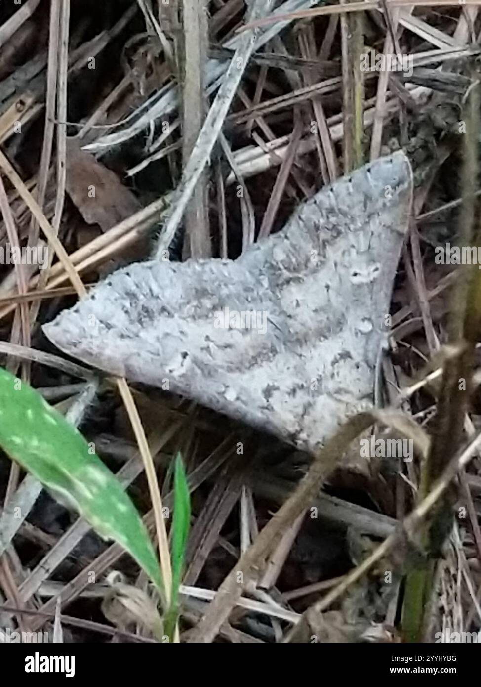 Renia Moths (Renia Stock Photo - Alamy