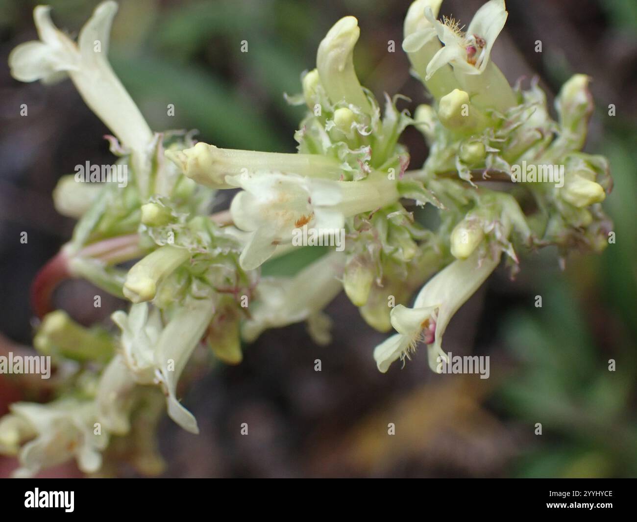 Yellow Beardtongue (Penstemon confertus Stock Photo - Alamy