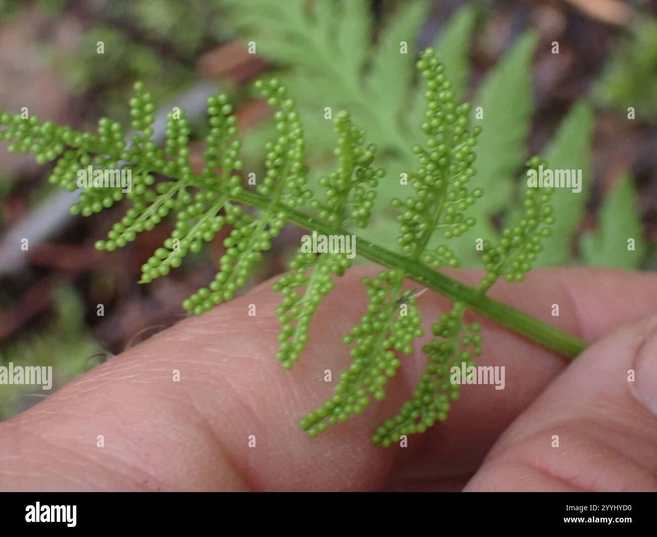 rattlesnake fern (Botrypus virginianus Stock Photo - Alamy
