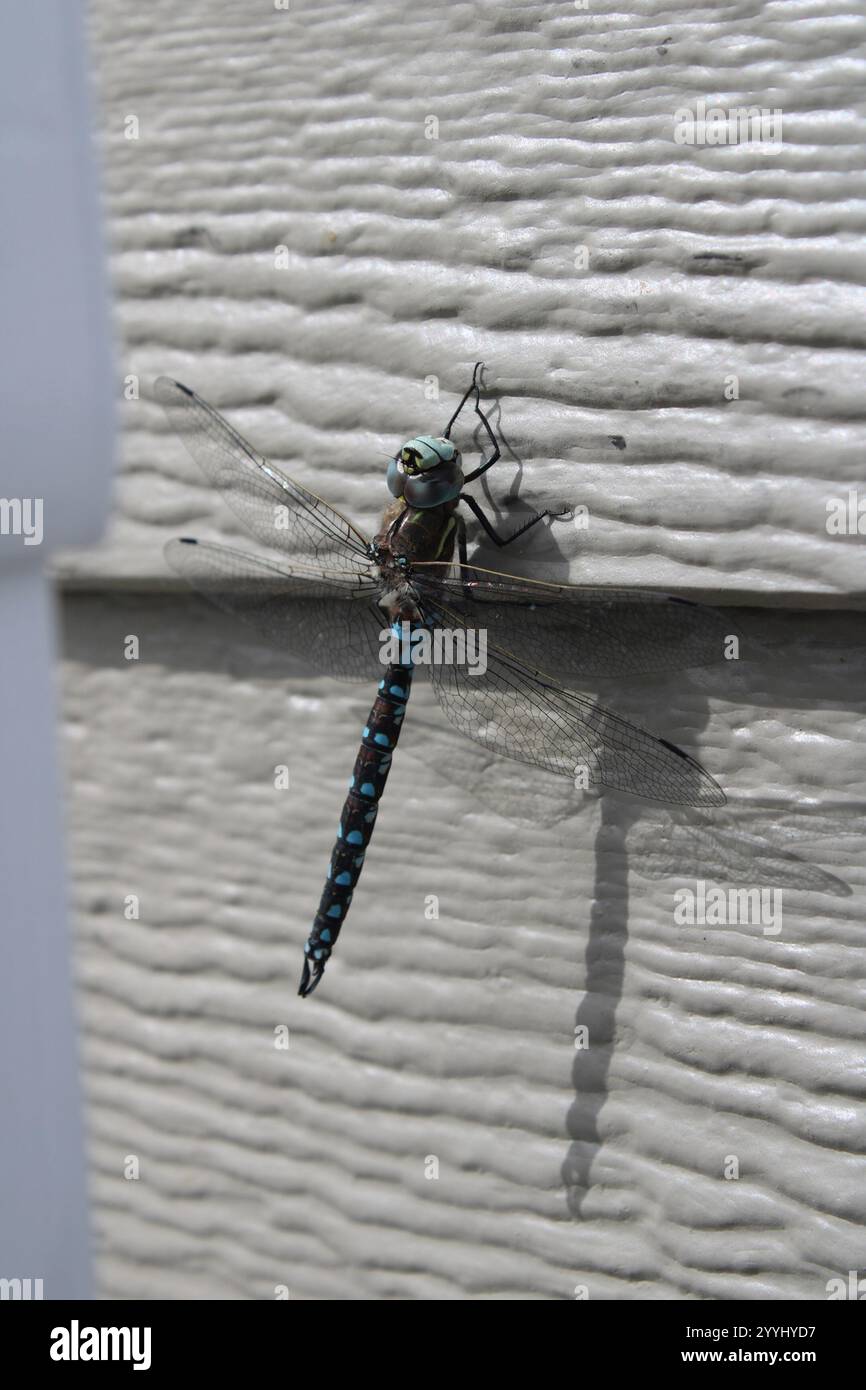 California Darner (Rhionaeschna californica Stock Photo - Alamy