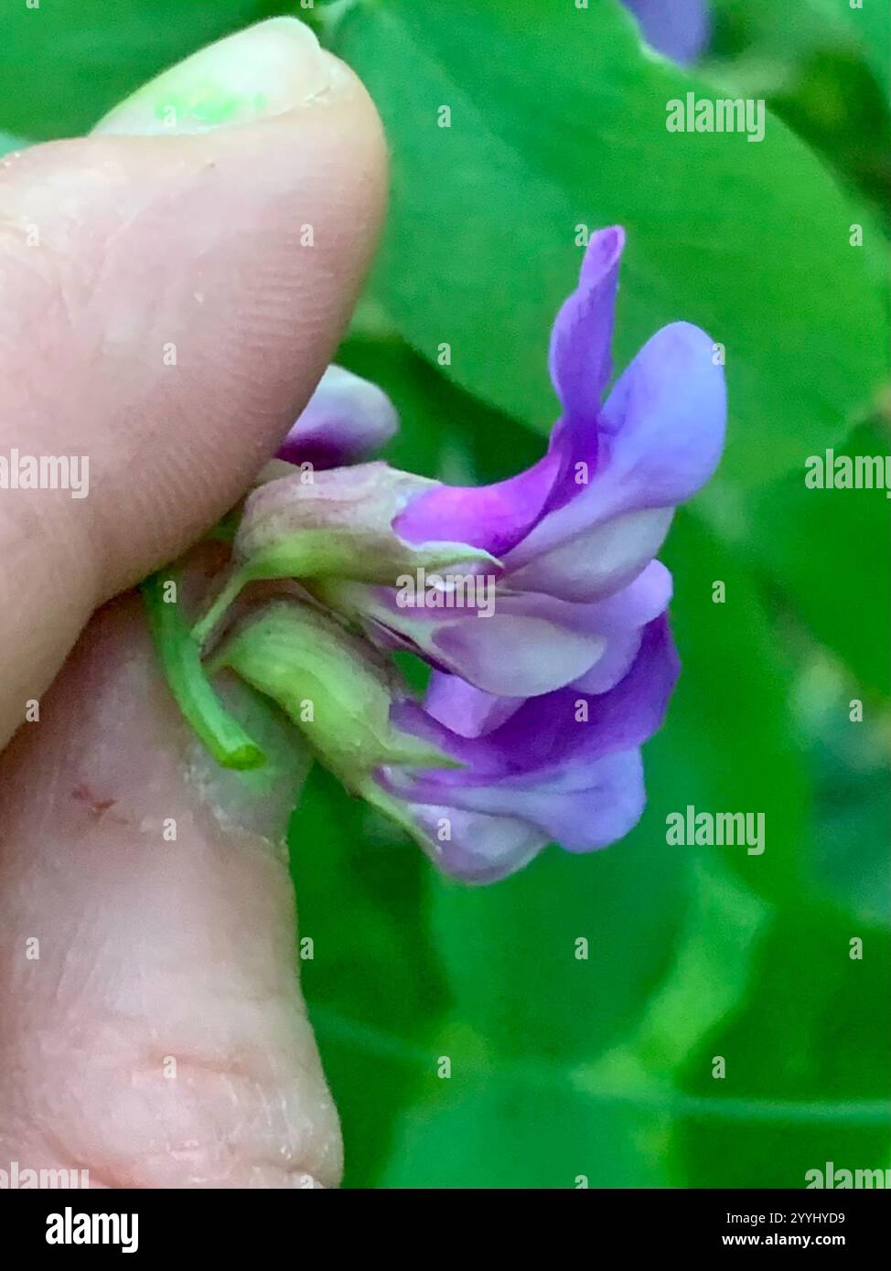 Leafy Pea (Lathyrus polyphyllus Stock Photo - Alamy