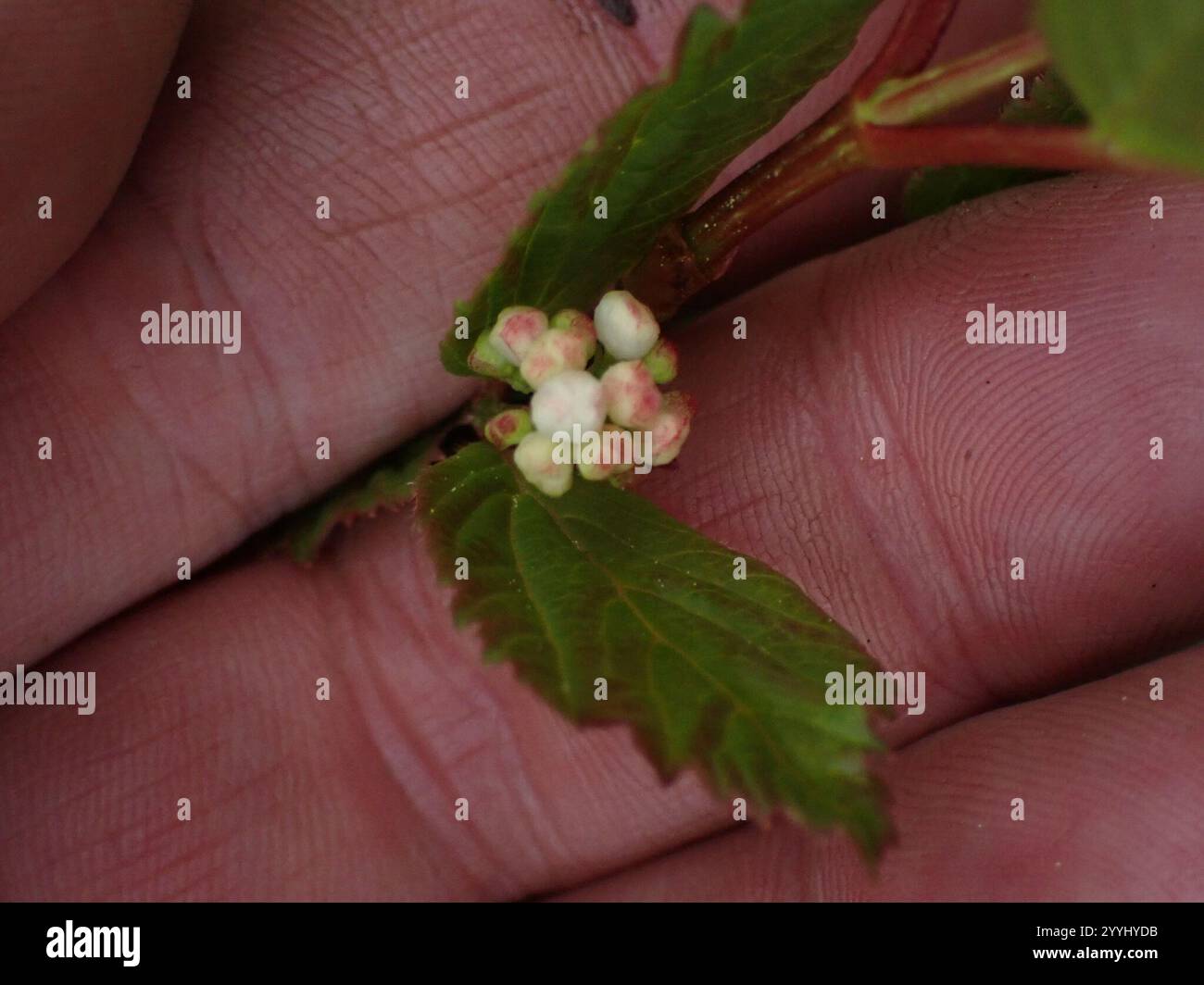 squashberry (Viburnum edule Stock Photo - Alamy