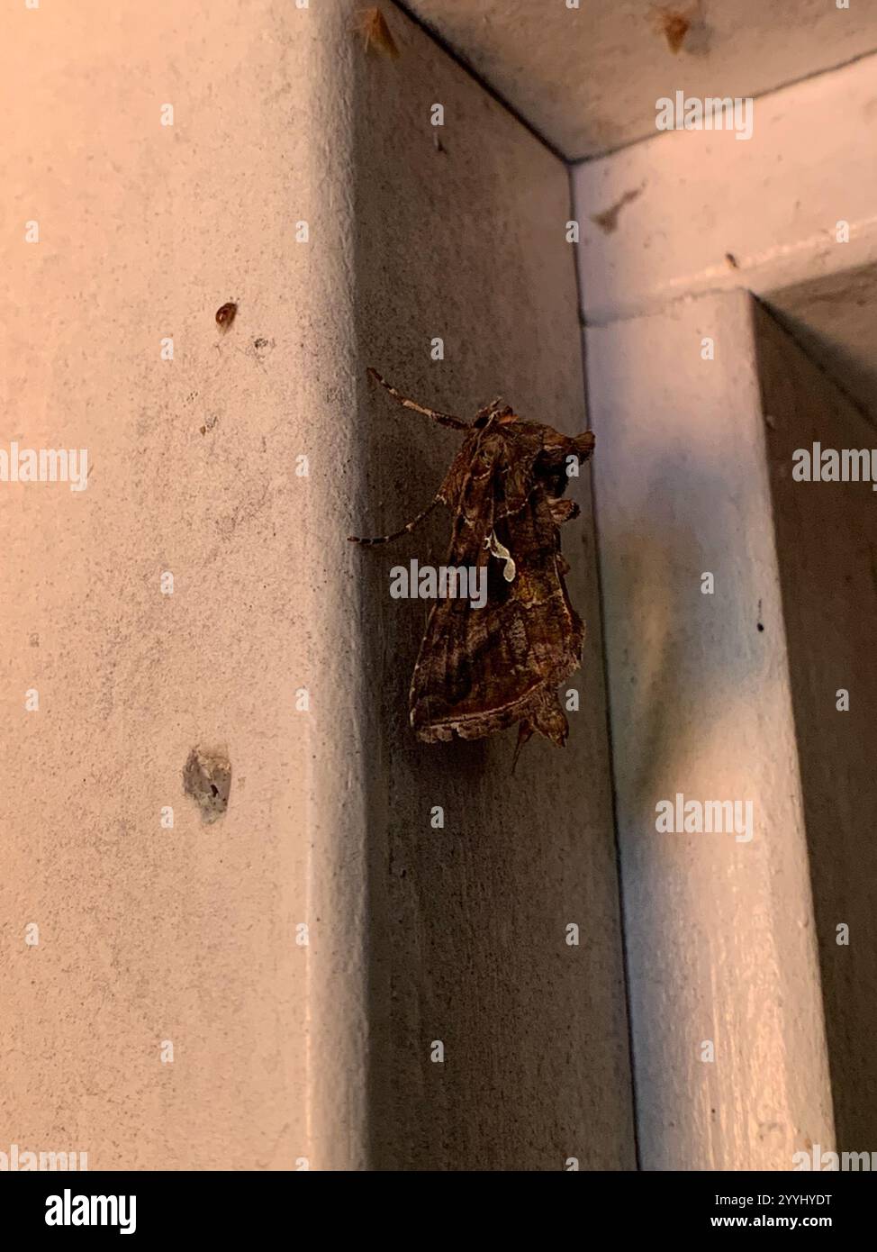 Common Looper Moth (Autographa precationis Stock Photo - Alamy