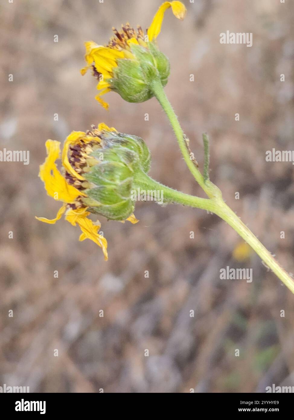 slender sunflower (Helianthus gracilentus Stock Photo - Alamy
