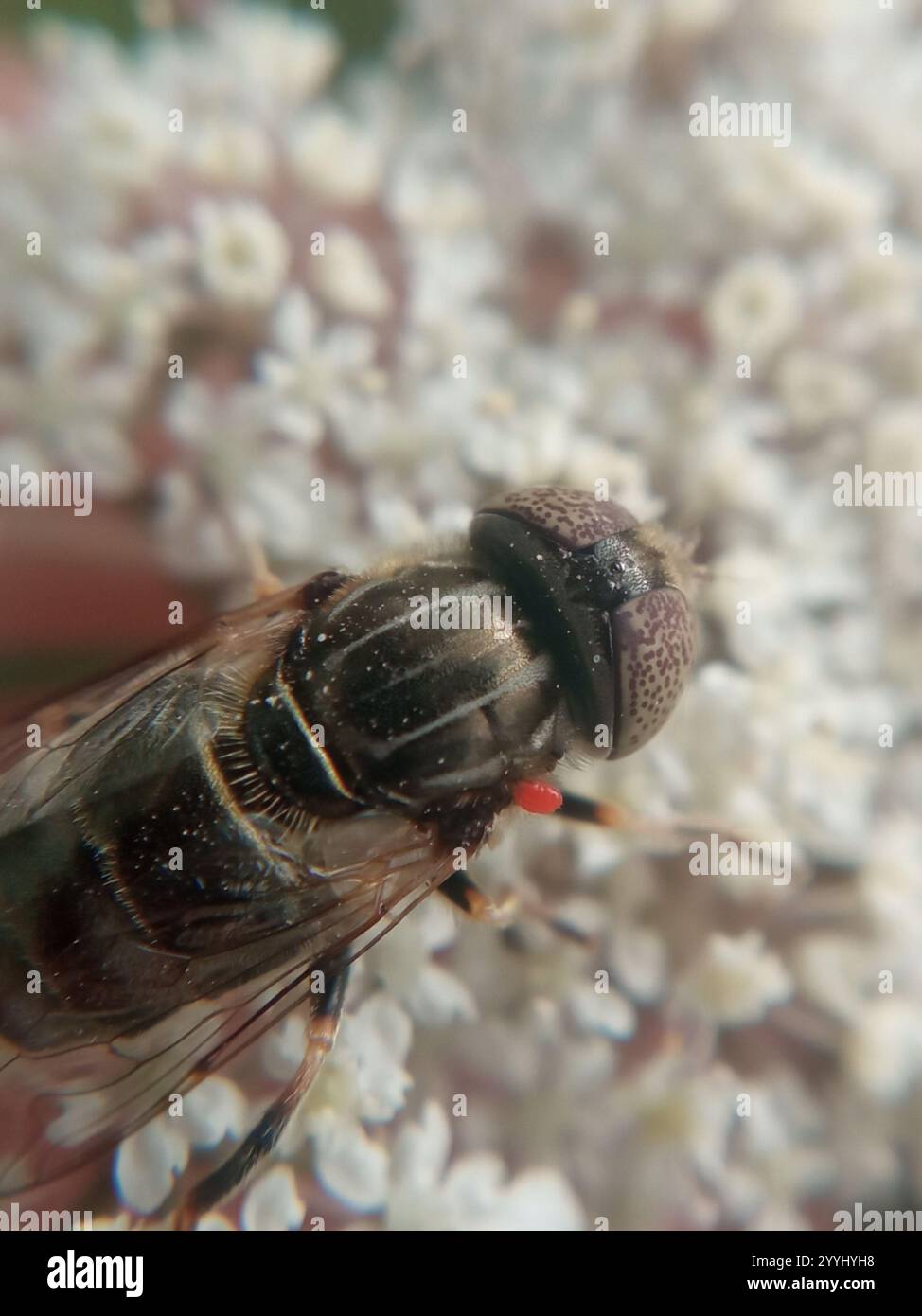 Common Lagoon Fly (Eristalinus aeneus Stock Photo - Alamy